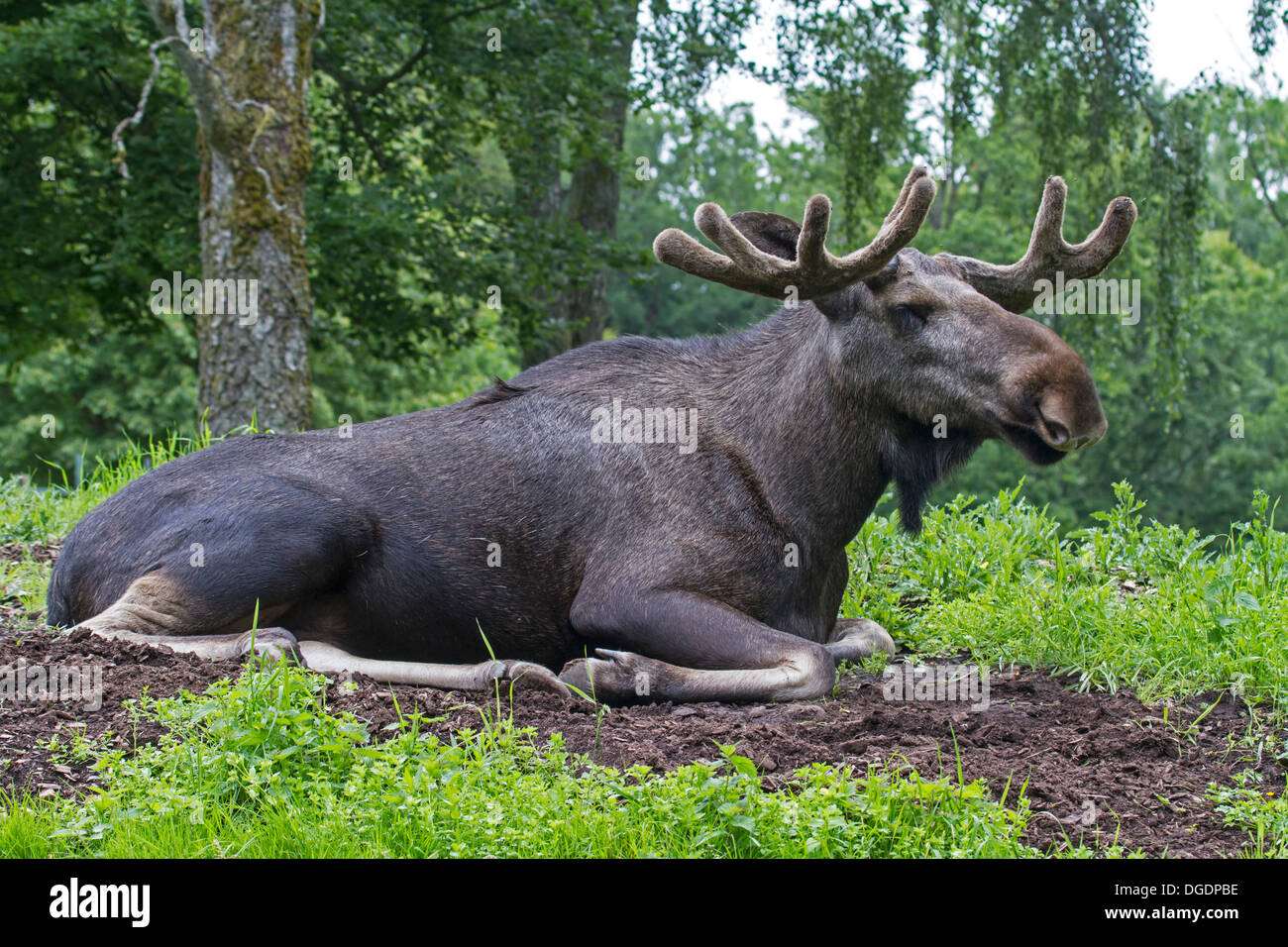 Portrait of an Eurasian moose, Sweden, Europe / Alces alces Stock Photo ...