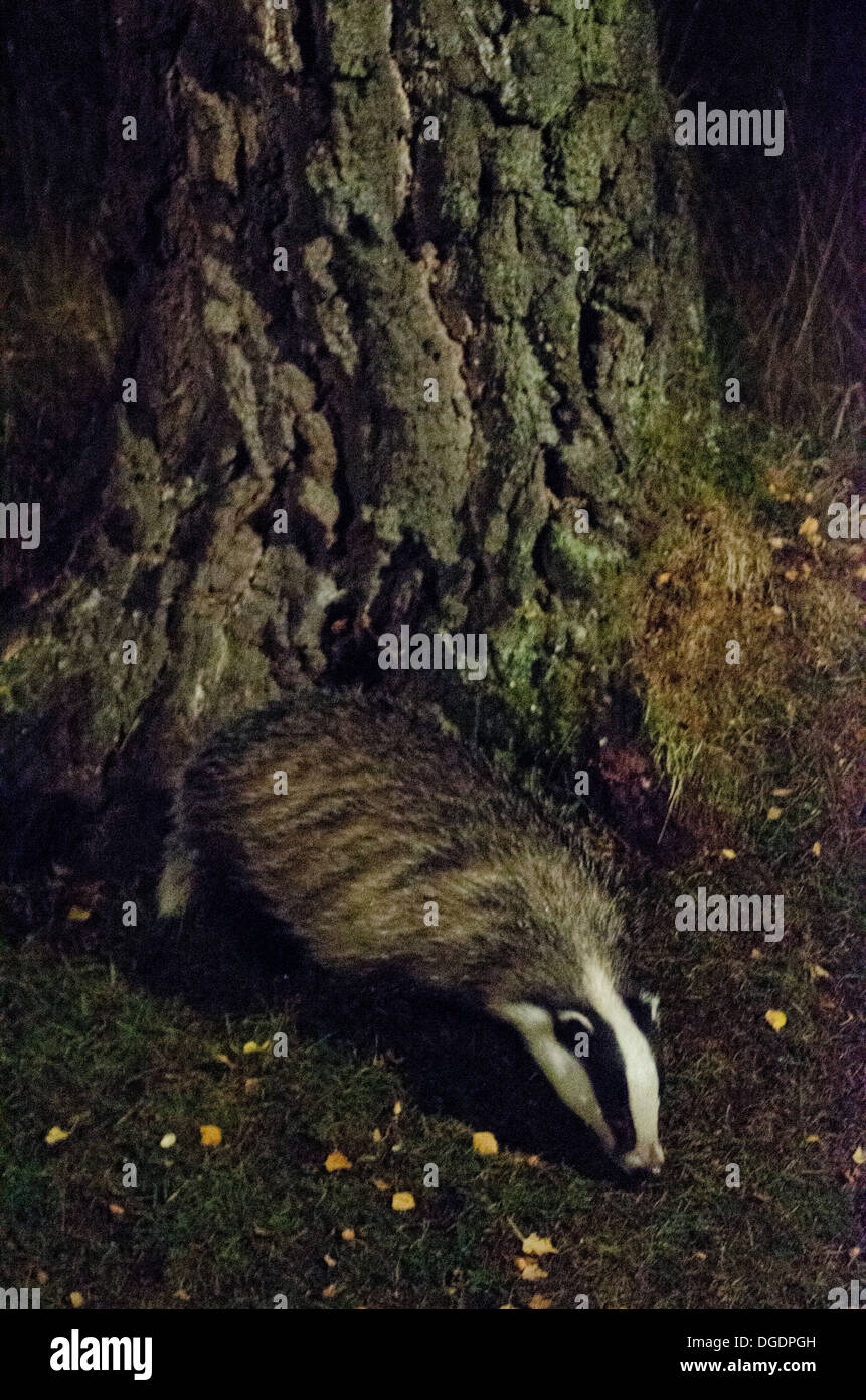 Mammal in tree hi-res stock photography and images - Alamy