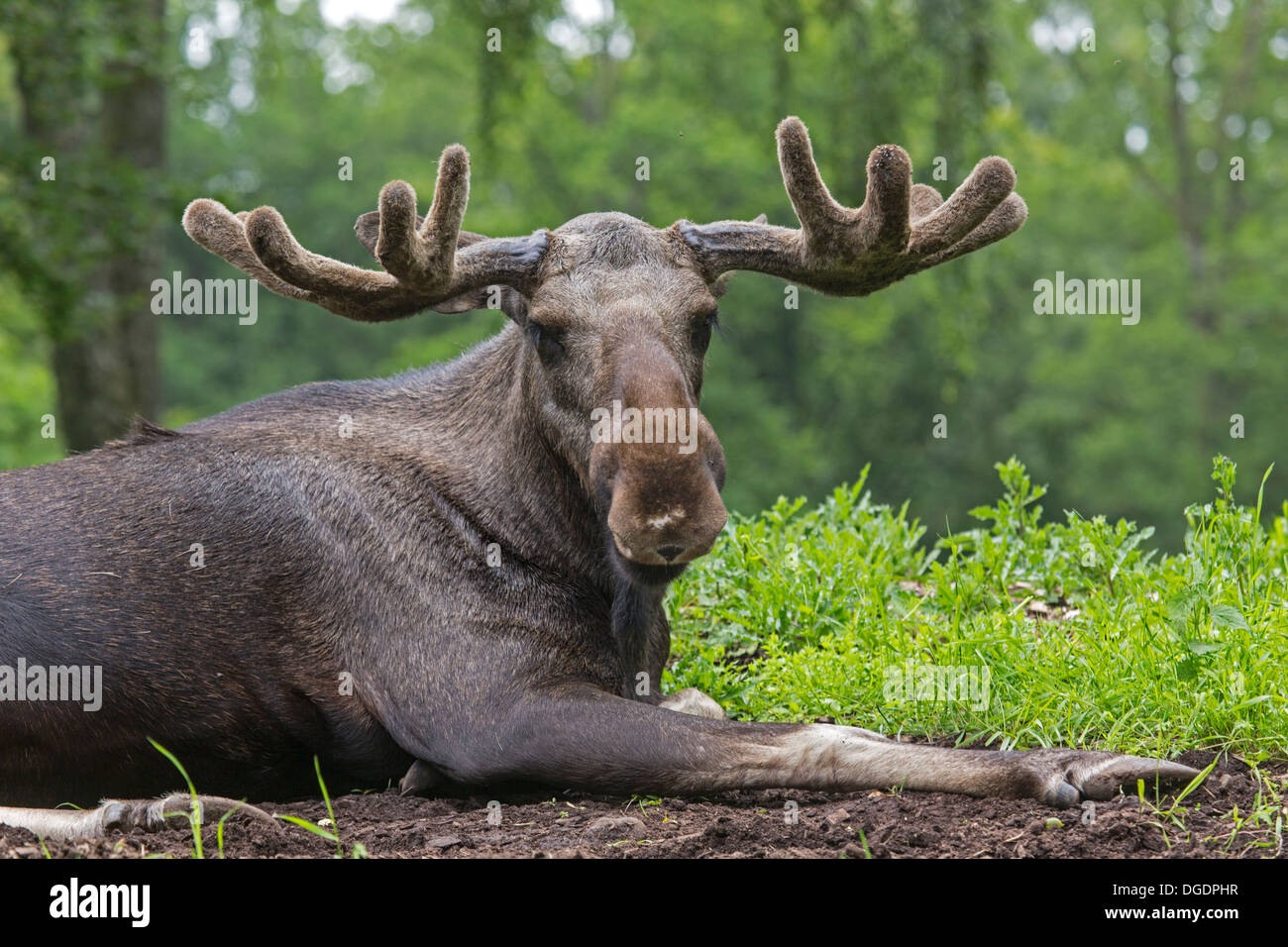 Portrait of an Eurasian moose, Sweden, Europe / Alces alces Stock Photo ...