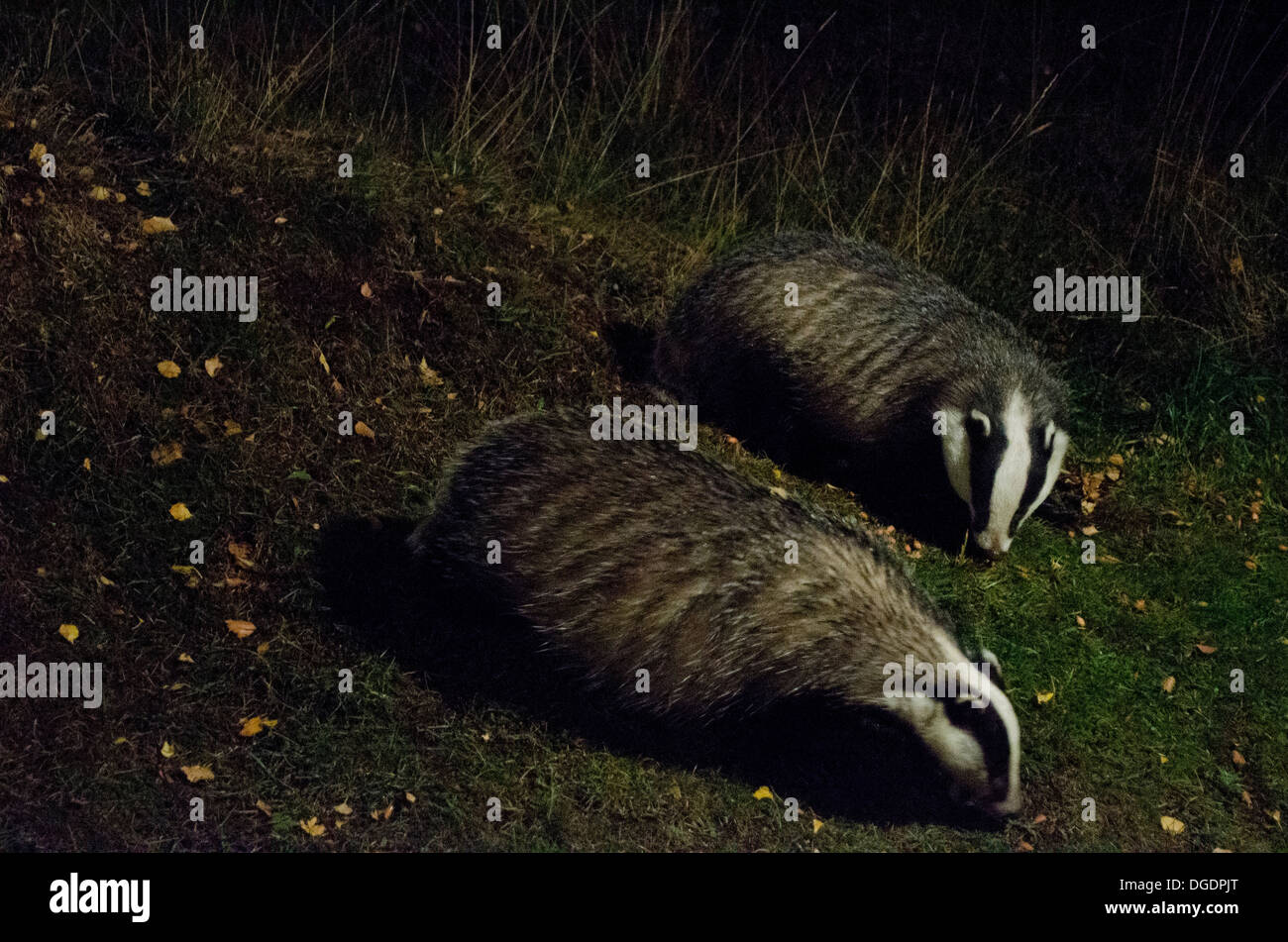badgers feeding together Stock Photo - Alamy