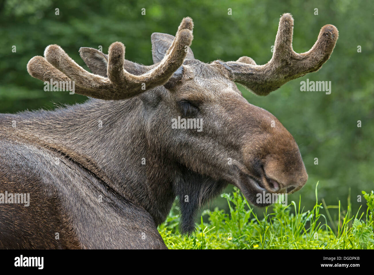 Moose profile hi-res stock photography and images - Alamy