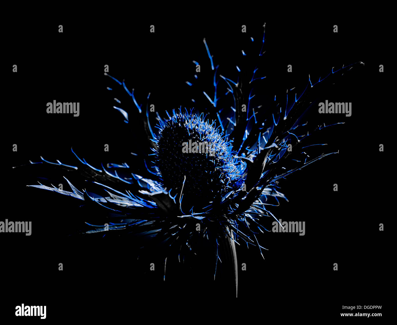 Blue thistle hi-res stock photography and images - Alamy