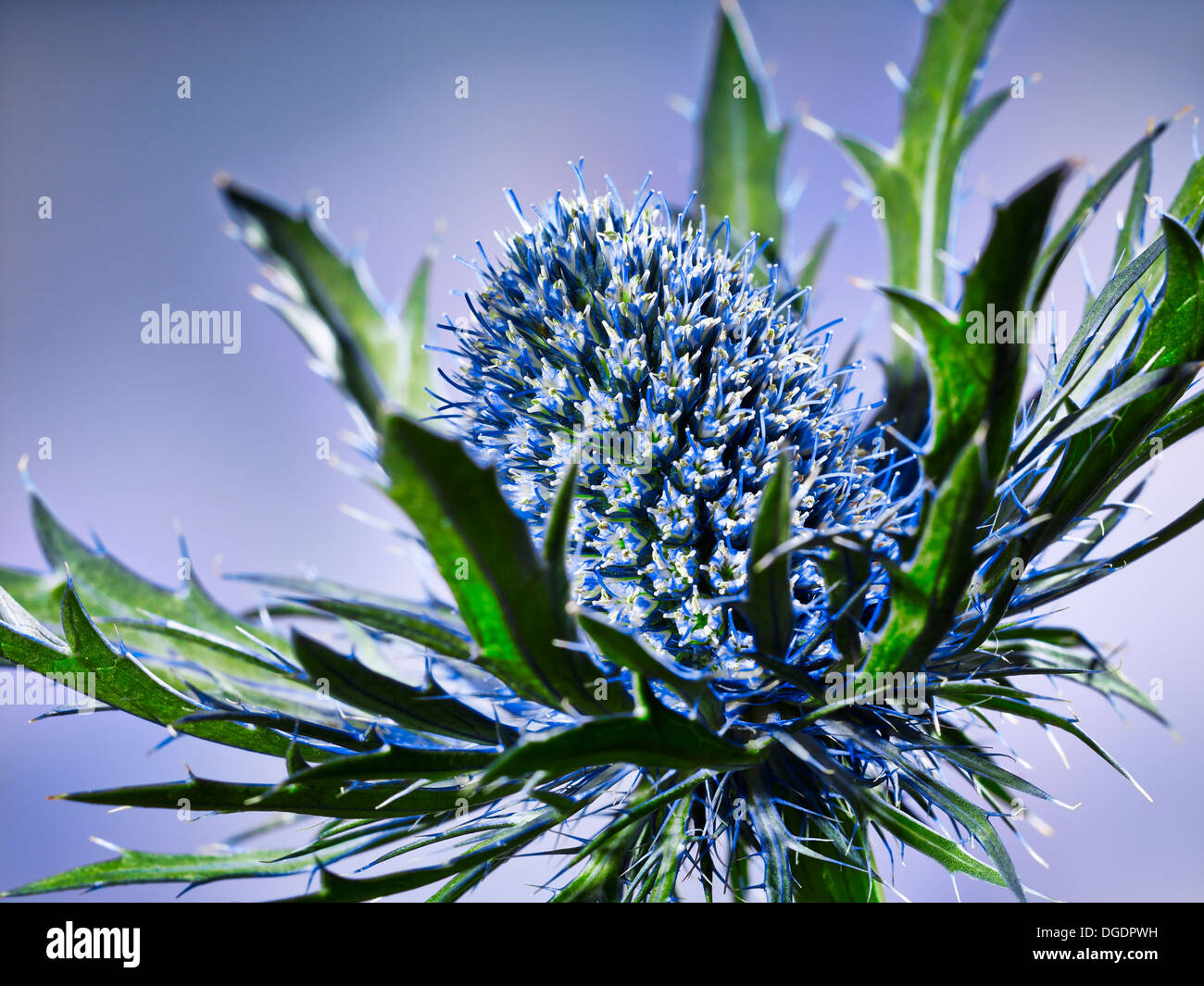 Blue thistle hi-res stock photography and images - Alamy