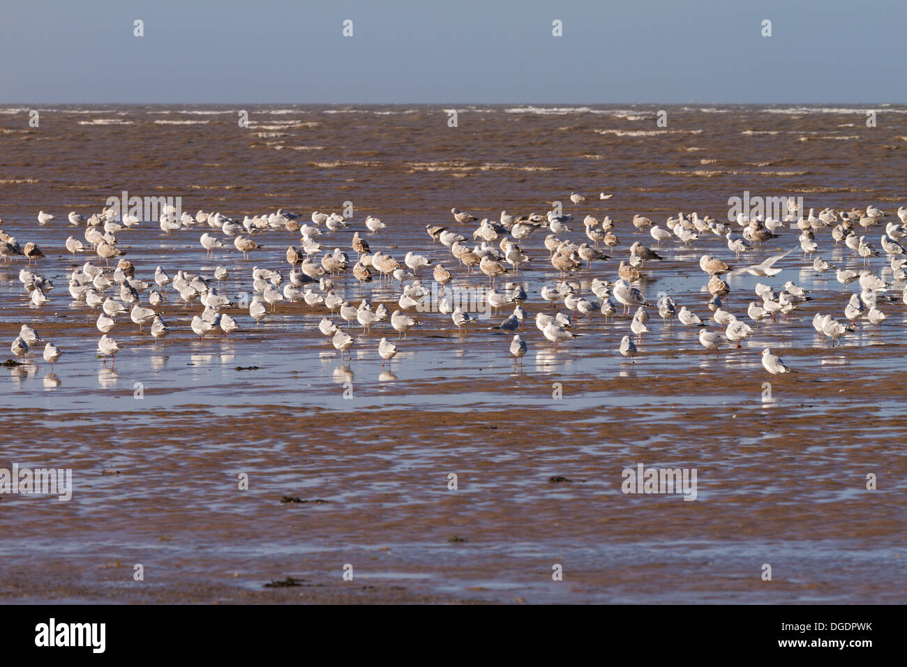 Flock of wading birds at High tide, Hoylake, Wirral Stock Photo - Alamy
