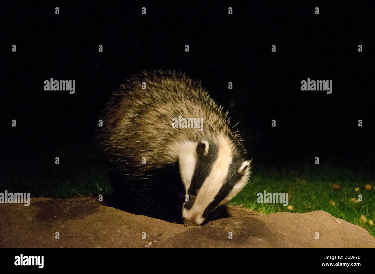 Badger night hi-res stock photography and images - Alamy