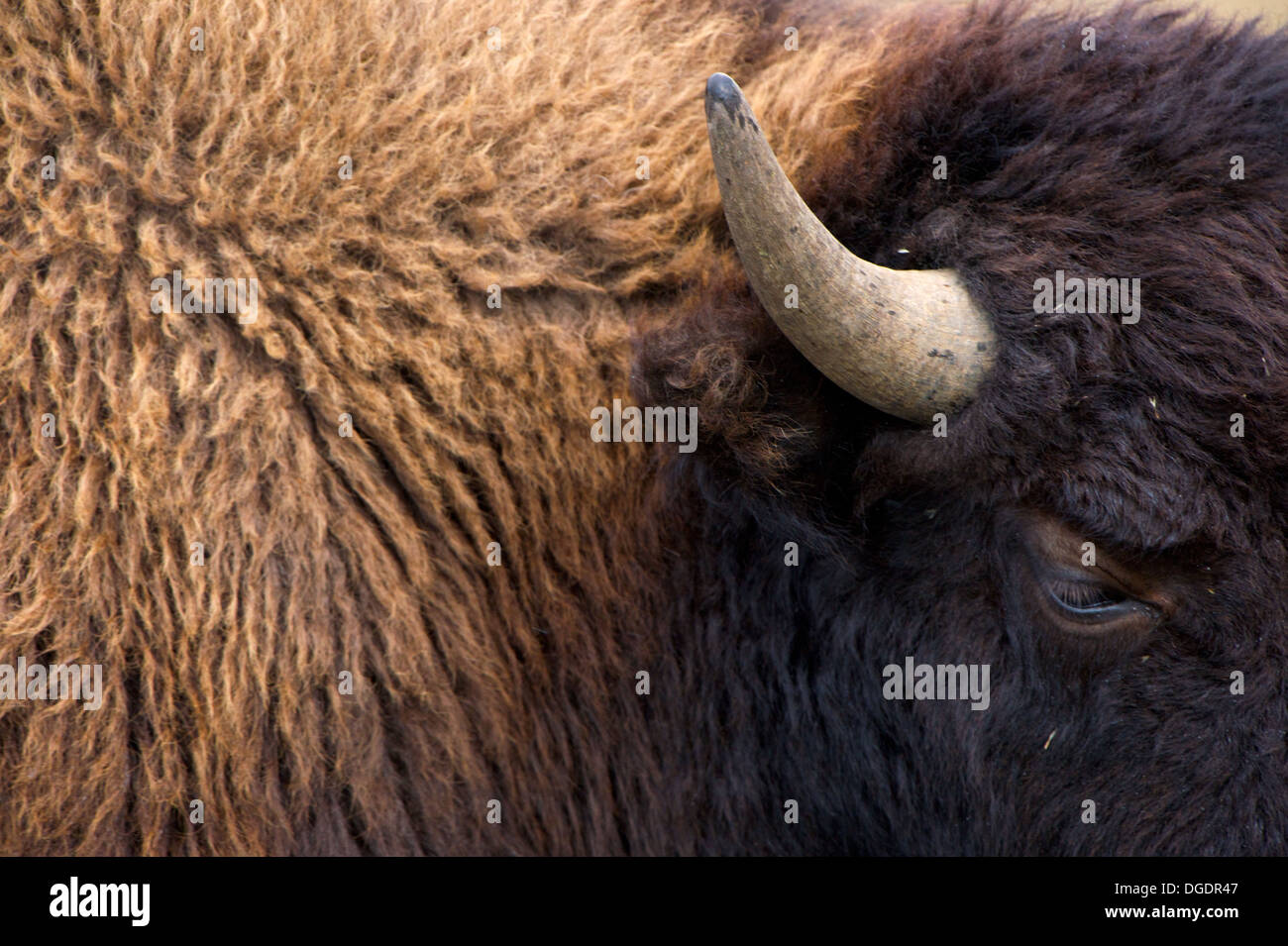 Extreme closeup of American Bison (Bison bison) male, showing its ...