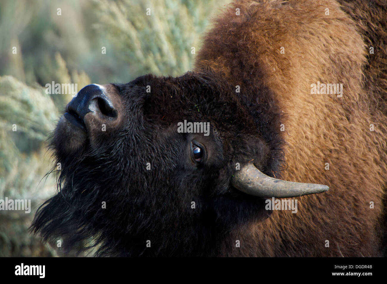Closeup of American Bison in "flehmen" position (checking whether ...