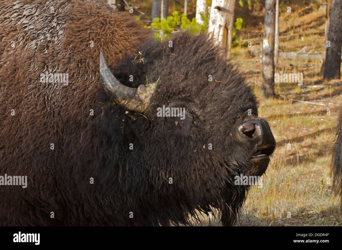 American Bison (Bison bison) Closeup of the massive head of a mature ...