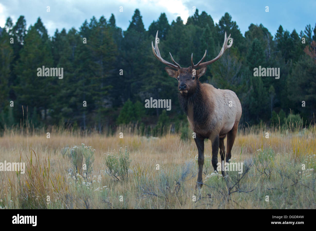 Ciervo americano hi-res stock photography and images - Alamy