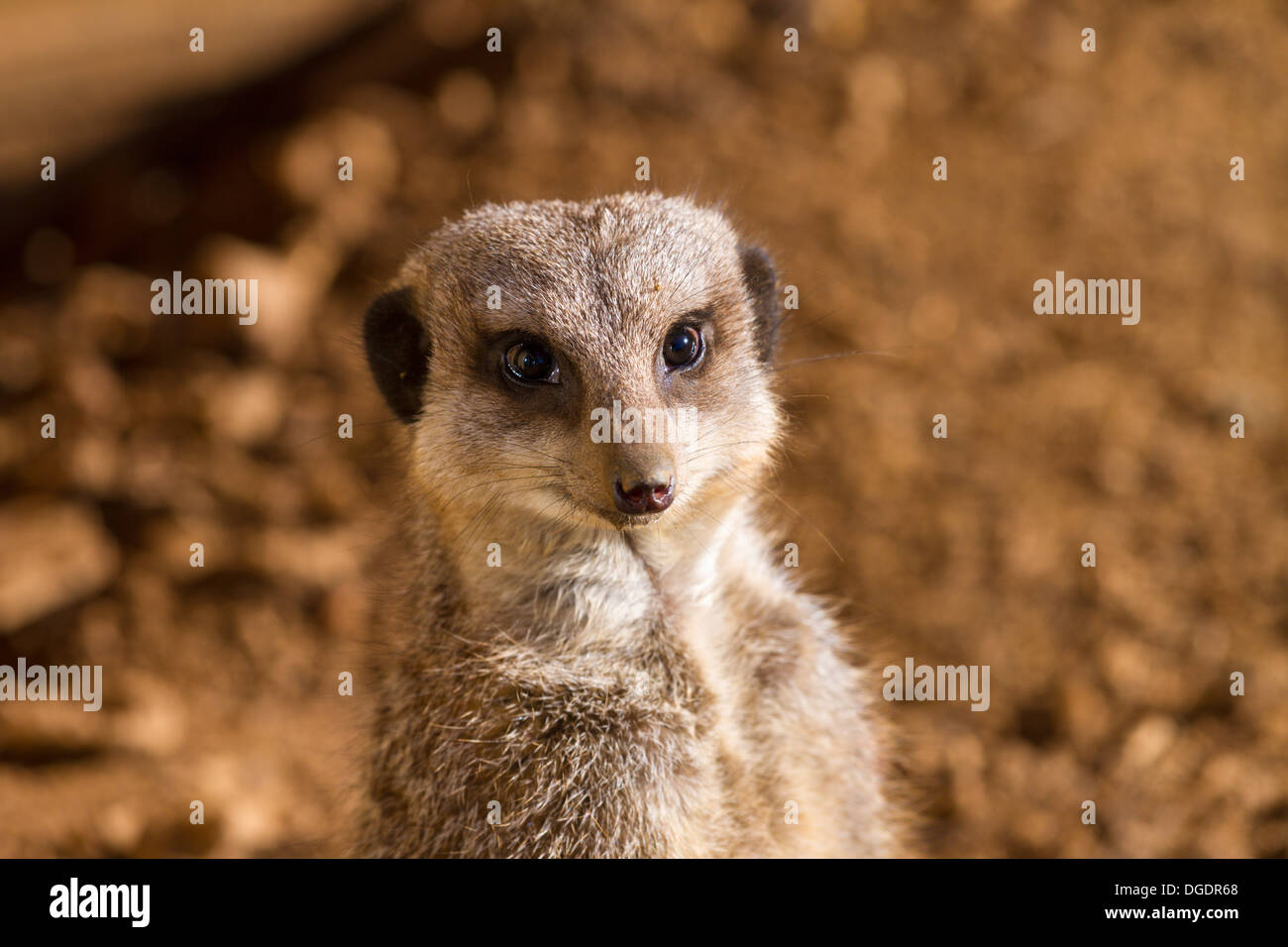 Captive meerkat looking Stock Photo - Alamy