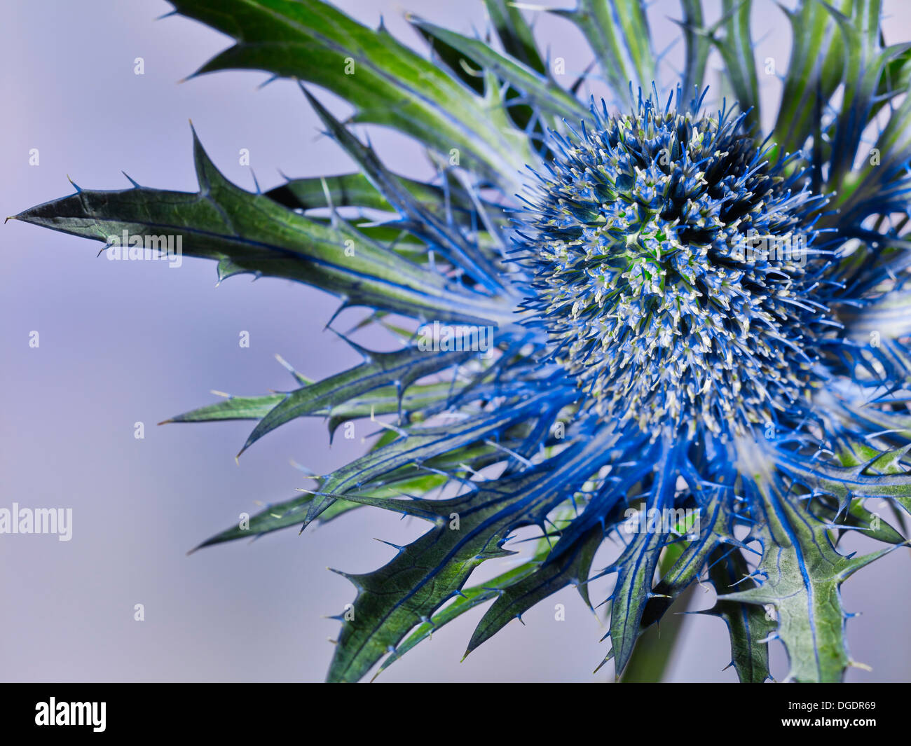 Plant Blue Thistle High Resolution Stock Photography and Images - Alamy