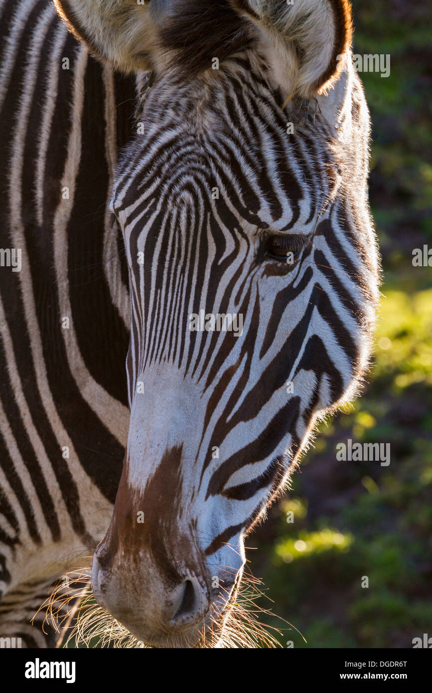 Close up of head of captive Grevys zebra Stock Photo - Alamy