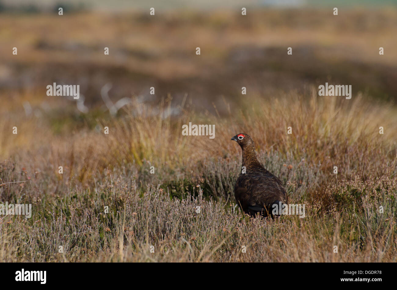 Grouse moorland hi-res stock photography and images - Alamy