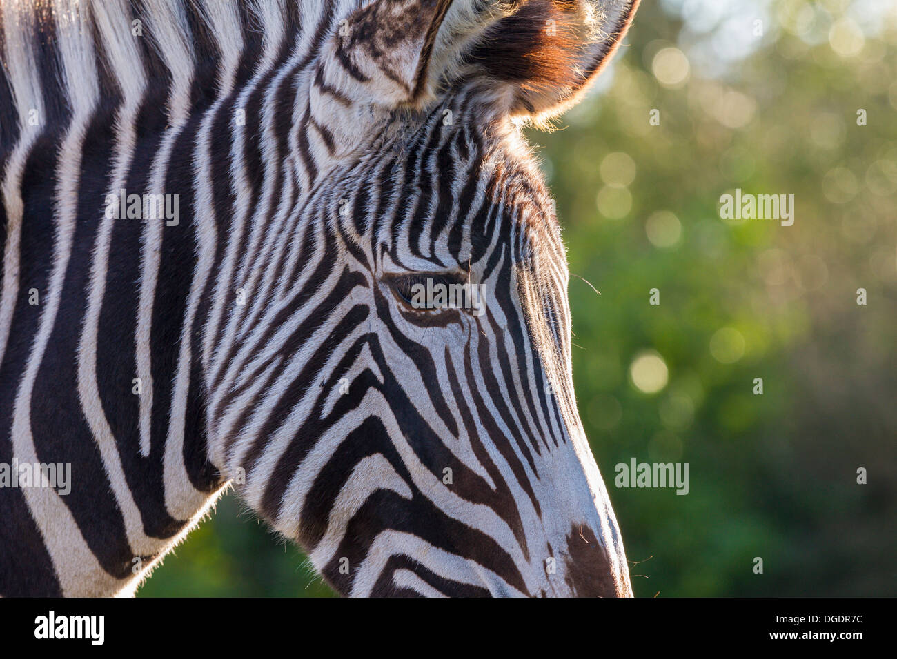 Close up of head of captive Grevys zebra Stock Photo - Alamy