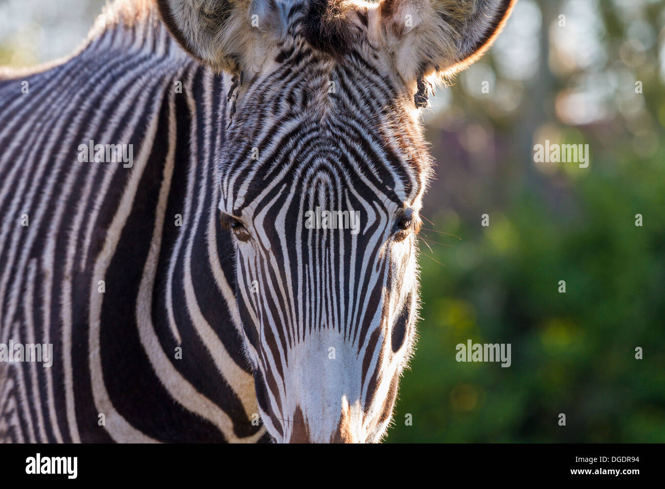 Captive animal eyes hi-res stock photography and images - Alamy