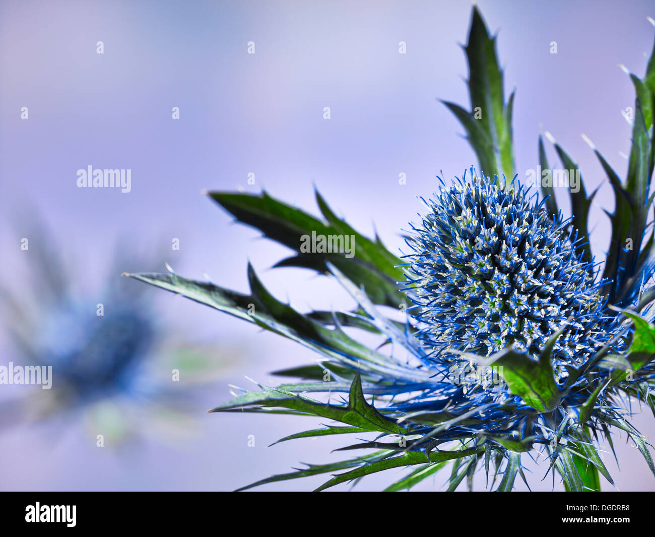 Blue thistle hi-res stock photography and images - Alamy