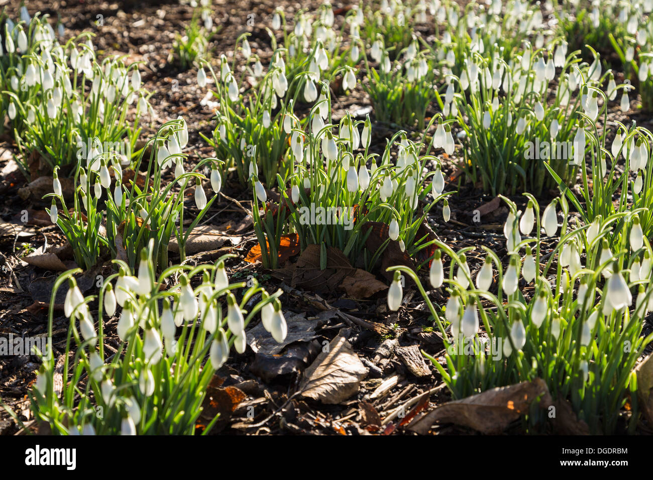 Snowdrops in flower Stock Photo - Alamy