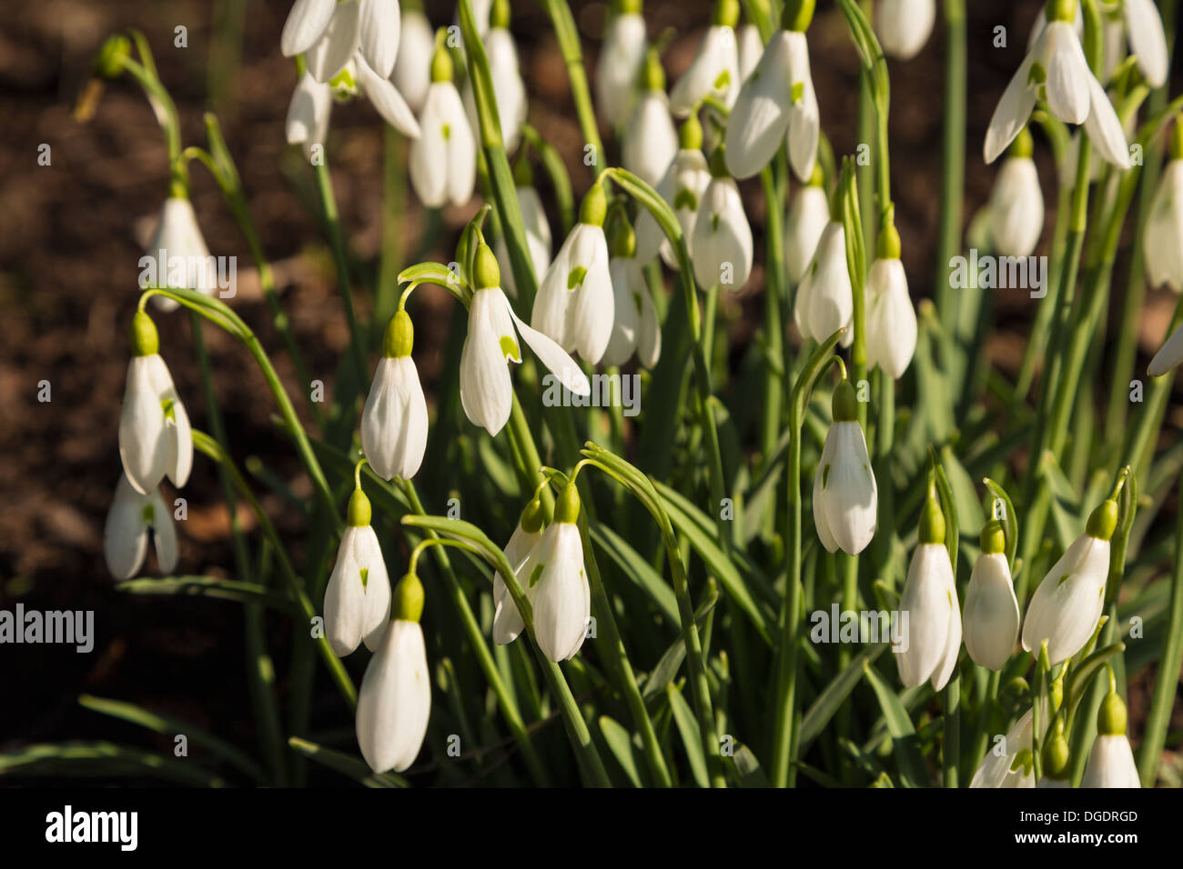 Woodland flower hi-res stock photography and images - Alamy