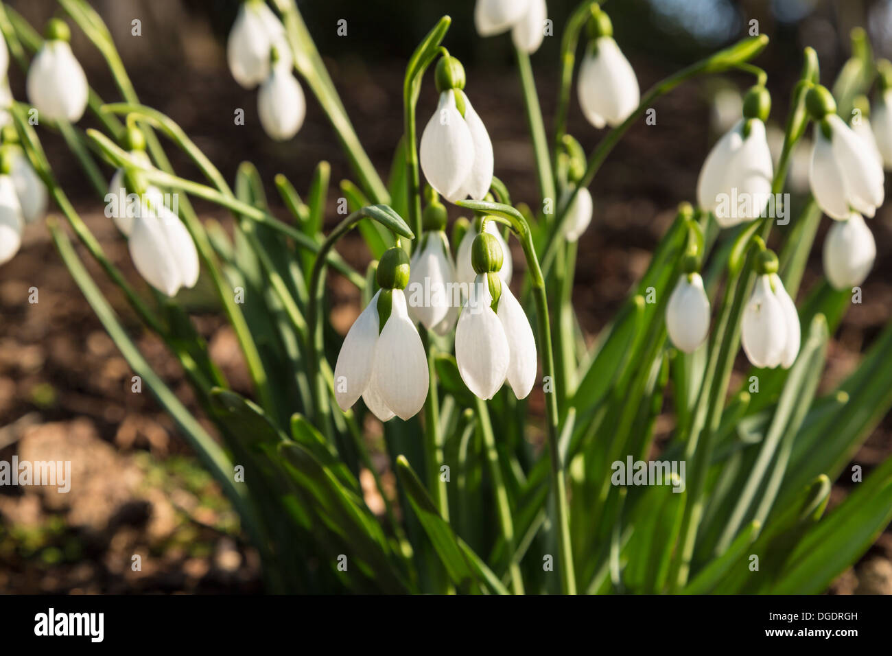 Hanging snowdrop flower hi-res stock photography and images - Alamy