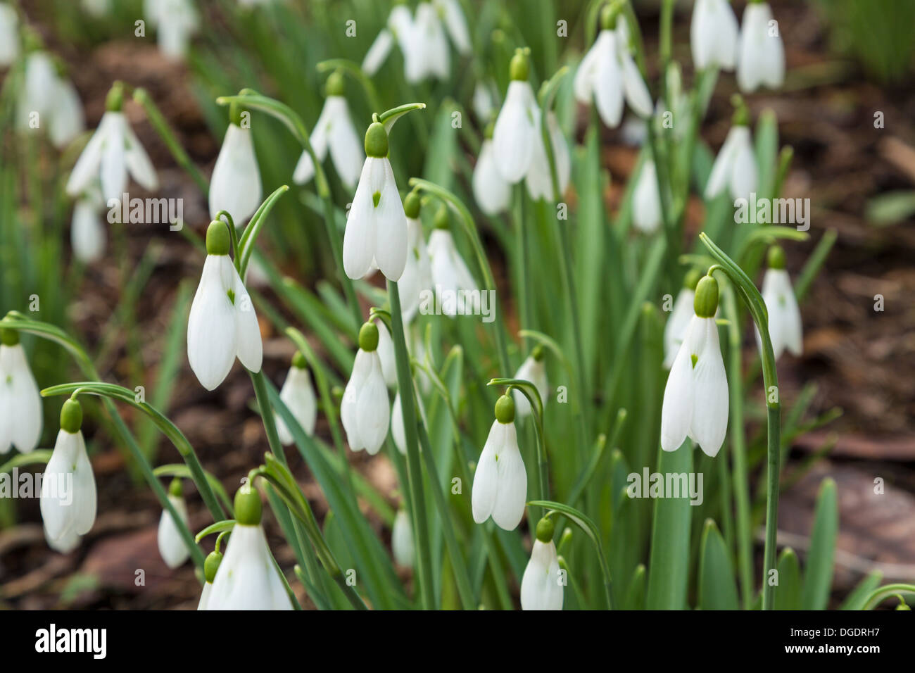 Snowdrops hi-res stock photography and images - Alamy