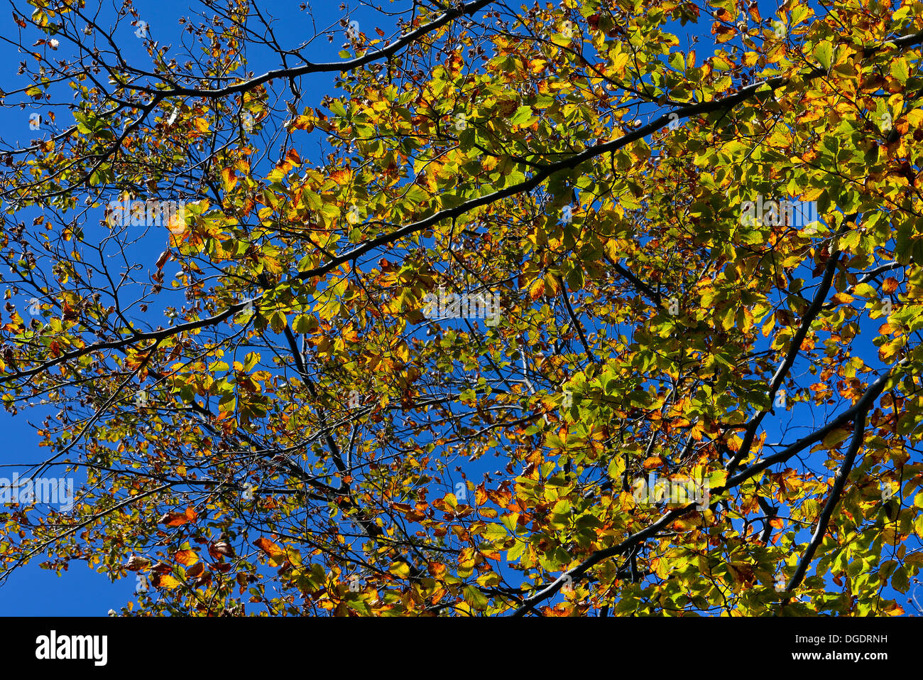 Branches of a beech Stock Photo - Alamy