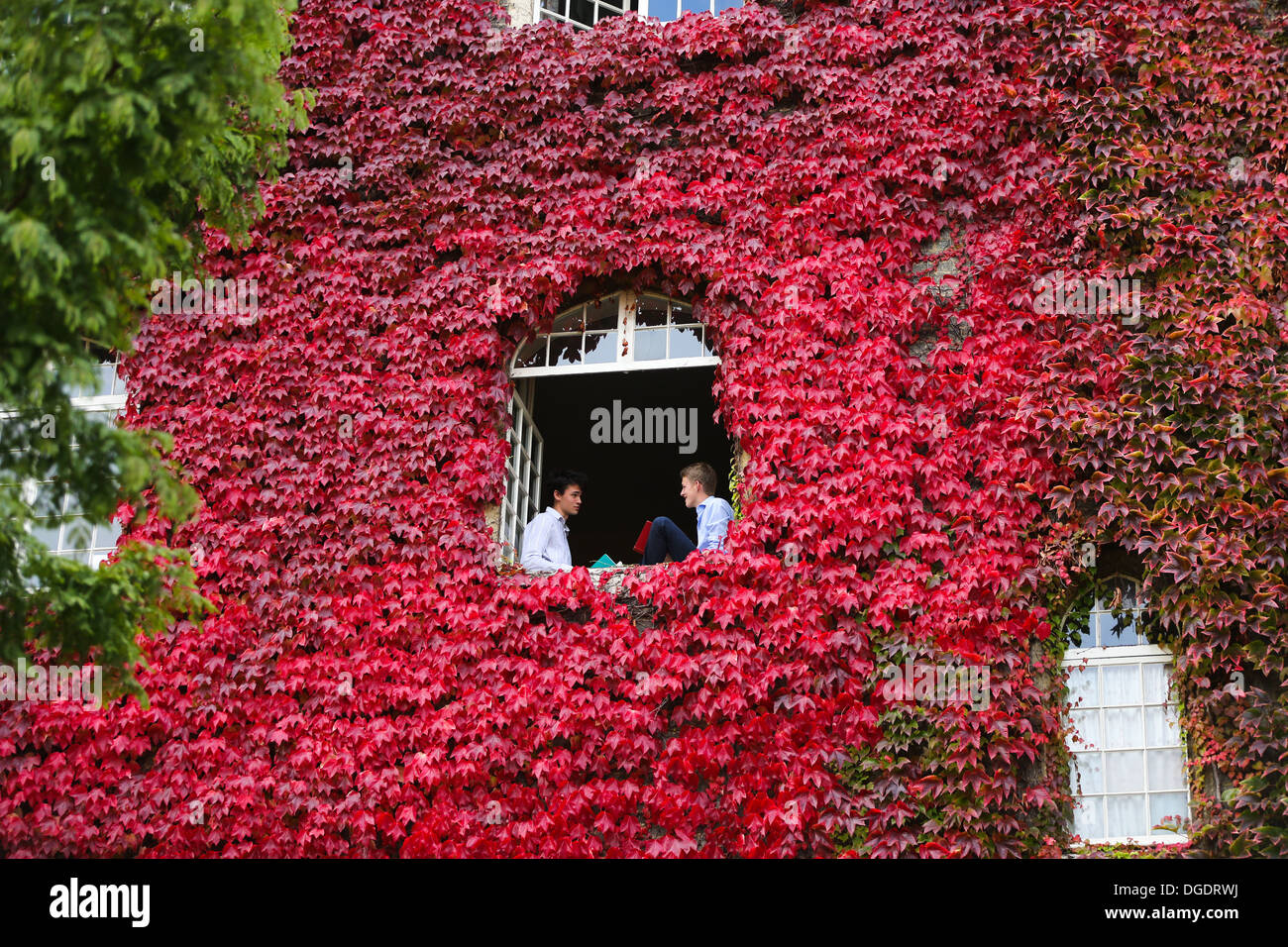 THe LARGEST wall of Virginia Creeper in Britain has turned a ...