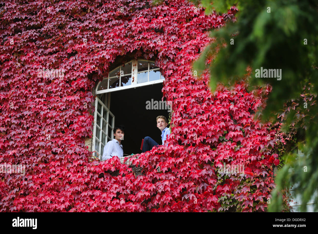 THe LARGEST wall of Virginia Creeper in Britain has turned a ...