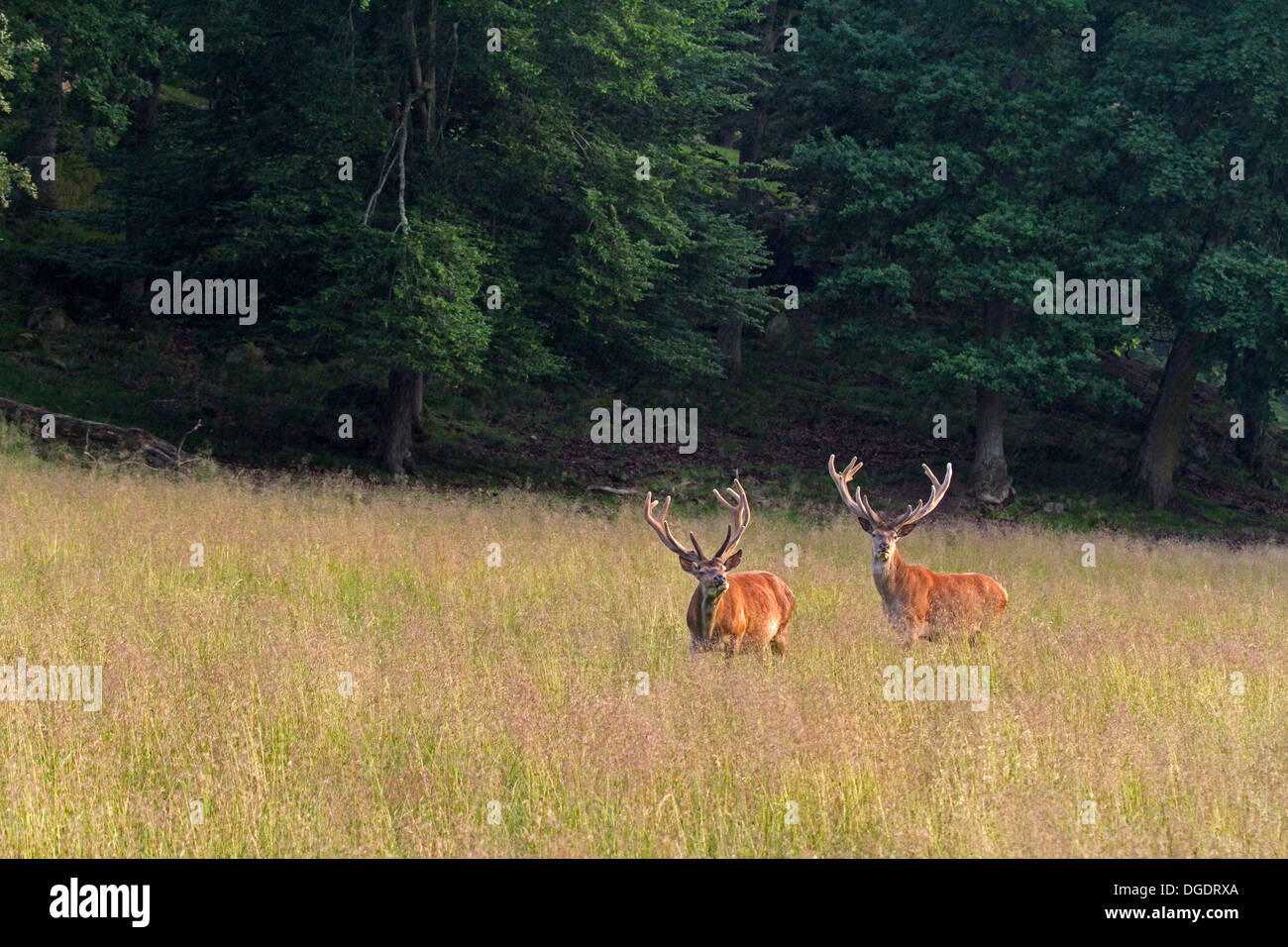 Strong male red deer hi-res stock photography and images - Alamy