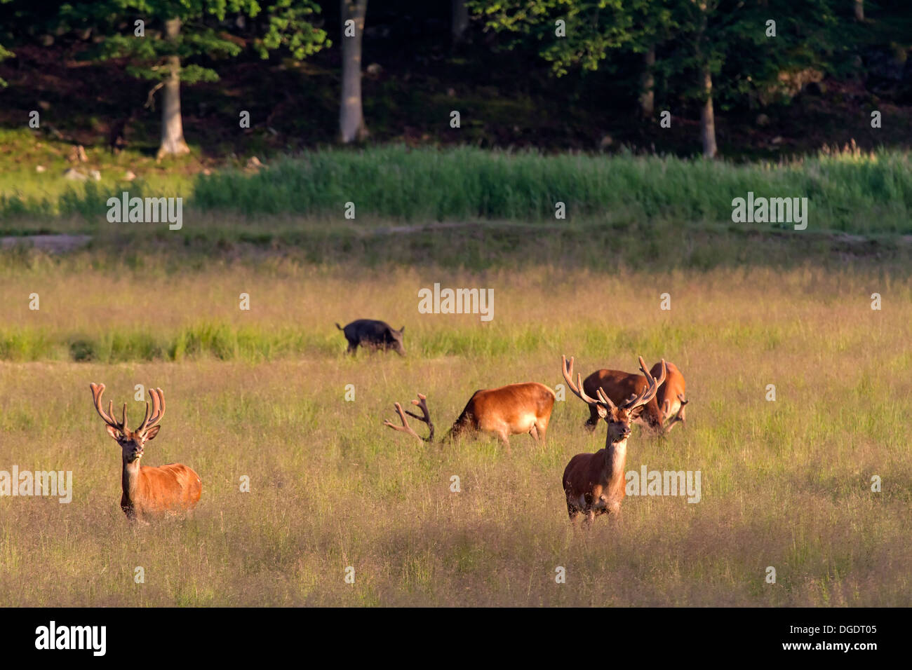 Pig deer hi-res stock photography and images - Alamy