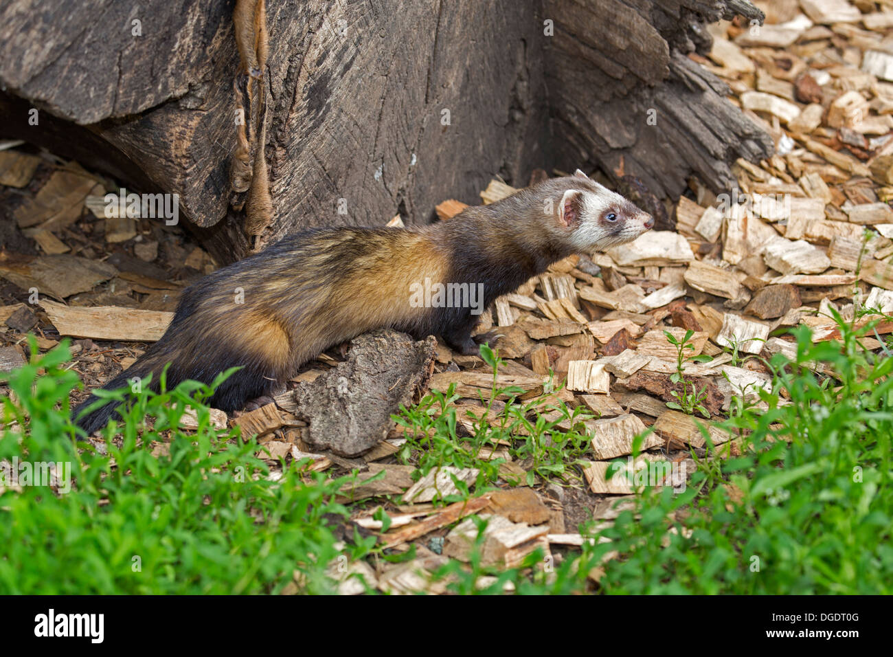 Polecat / Mustela putorius Stock Photo - Alamy