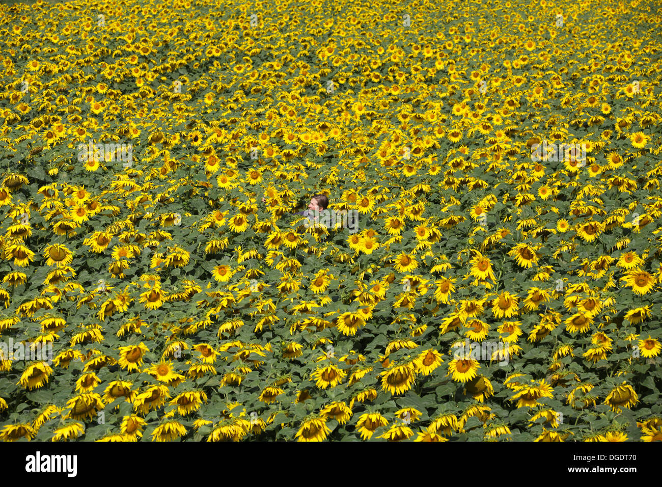 FARMER LUCY WATTS CHECKING THE SUNFLOWERS IN A FIELD IN LINCOLNSHIRE ...