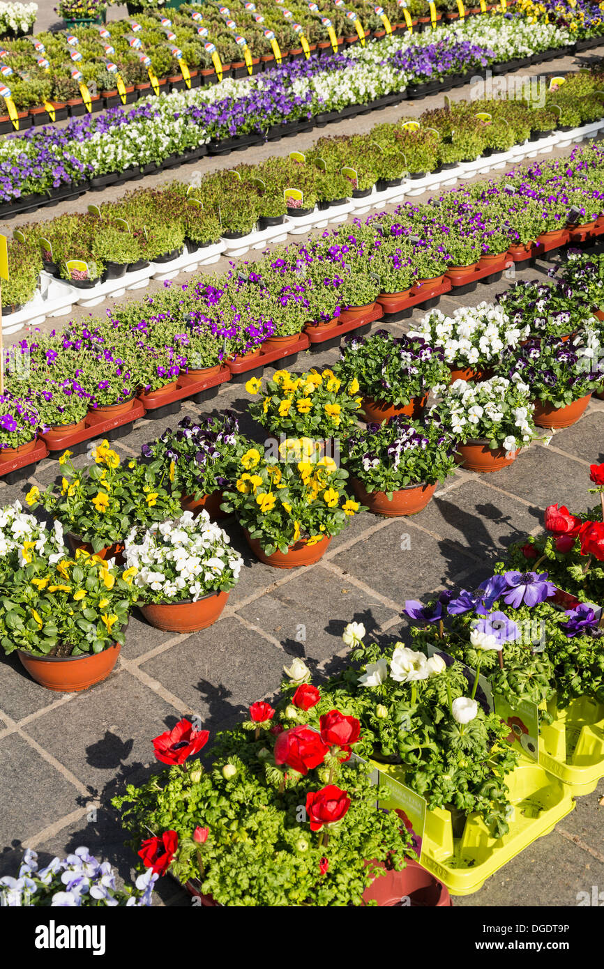 Flowers for sale hi-res stock photography and images - Alamy