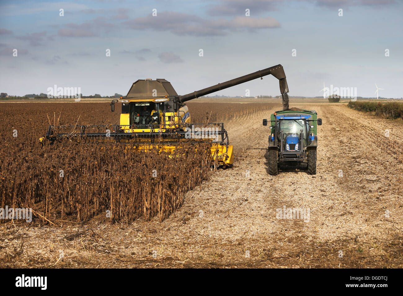 NICHOLAS WATTS CHECKING HIS CROP OF SUNFLOWERS ON HIS FARM SPALDING ...