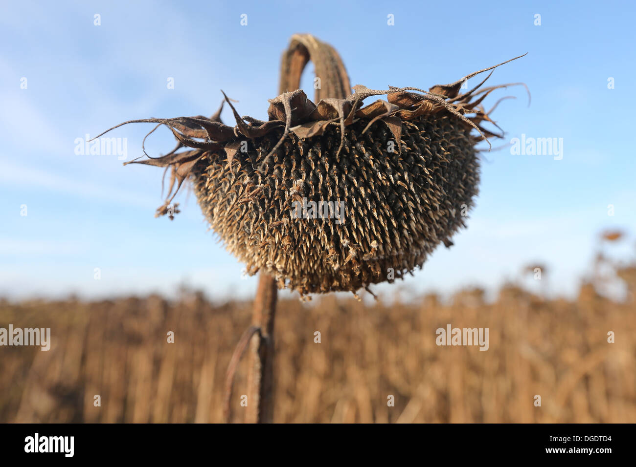 NICHOLAS WATTS CHECKING HIS CROP OF SUNFLOWERS ON HIS FARM SPALDING ...
