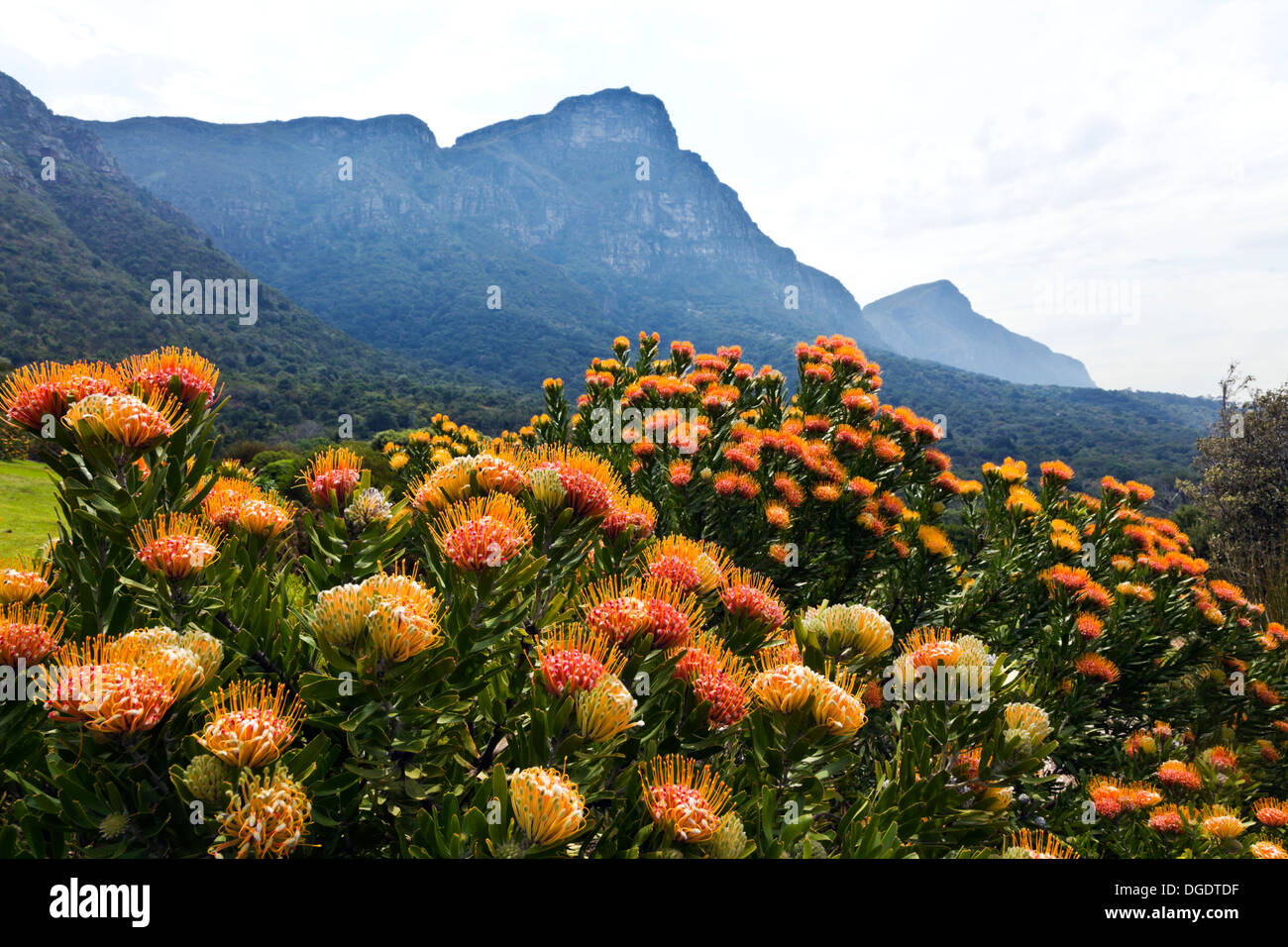 Kirstenbosch gardens hi-res stock photography and images - Alamy