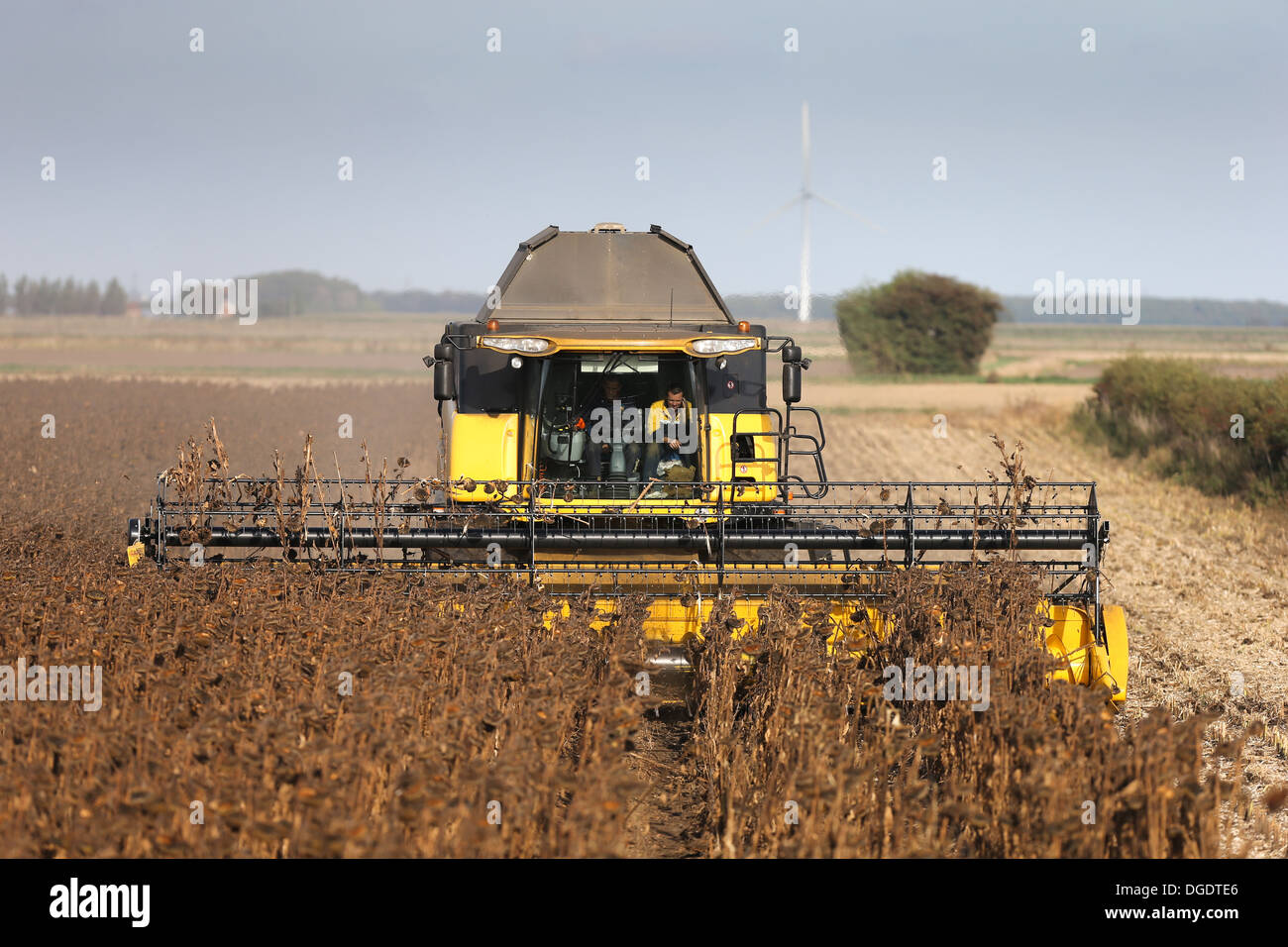 NICHOLAS WATTS CHECKING HIS CROP OF SUNFLOWERS ON HIS FARM SPALDING ...