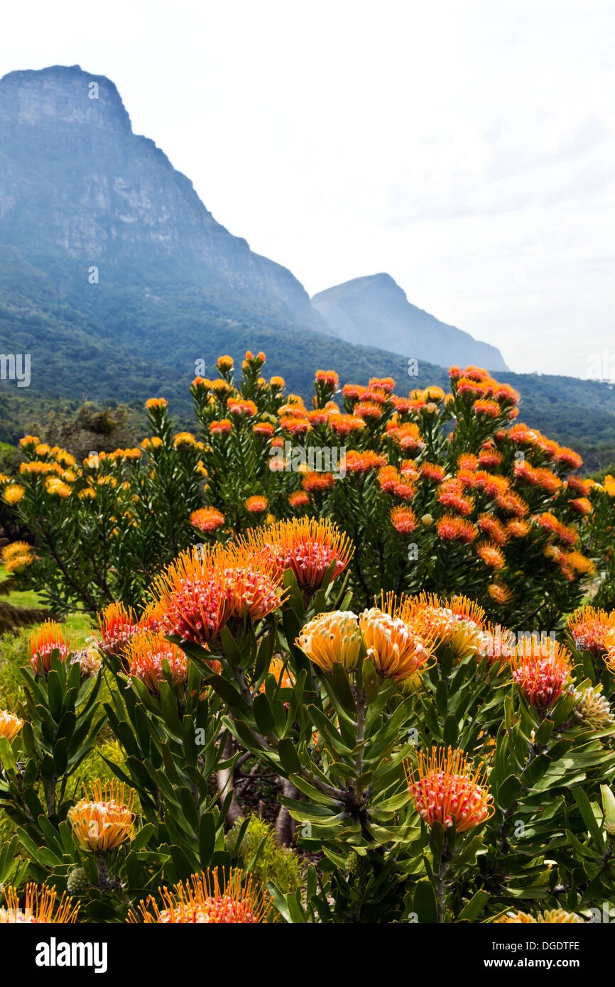 The beautiful Kirstenbosch Botanical Gardens in Cape Town Stock Photo ...