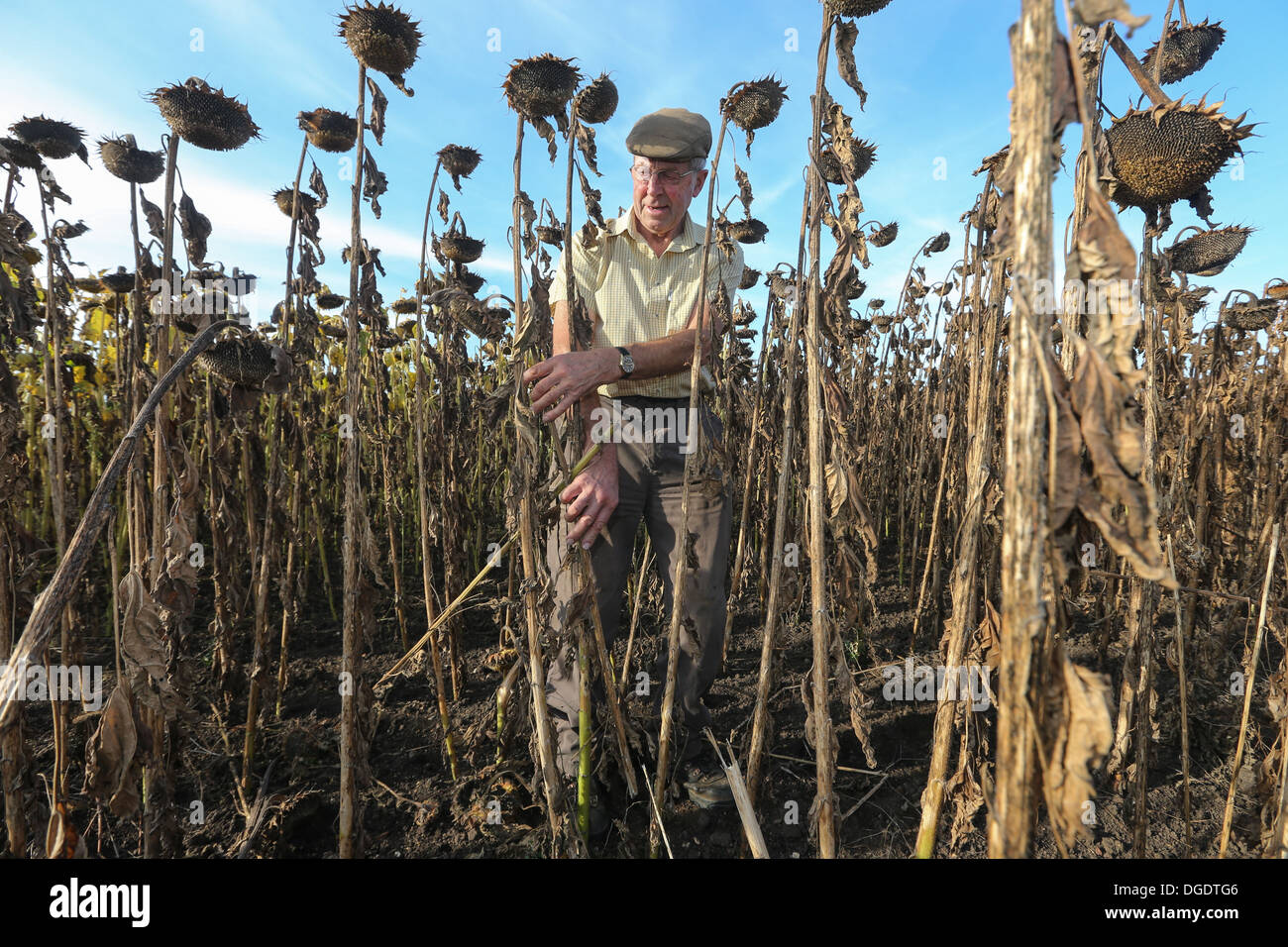 NICHOLAS WATTS CHECKING HIS CROP OF SUNFLOWERS ON HIS FARM SPALDING ...