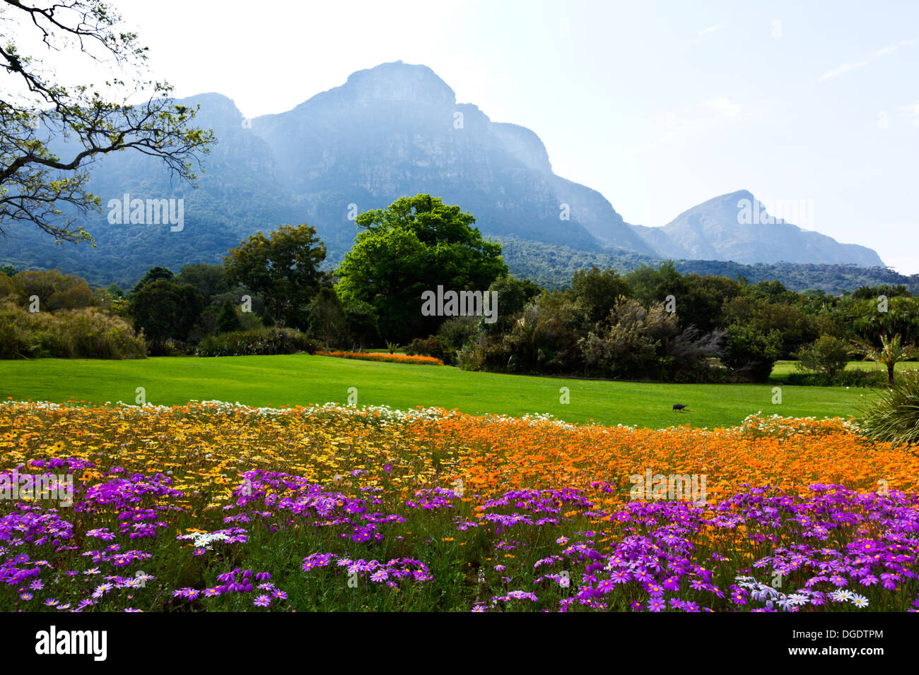 The beautiful Kirstenbosch Botanical Gardens in Cape Town Stock Photo ...