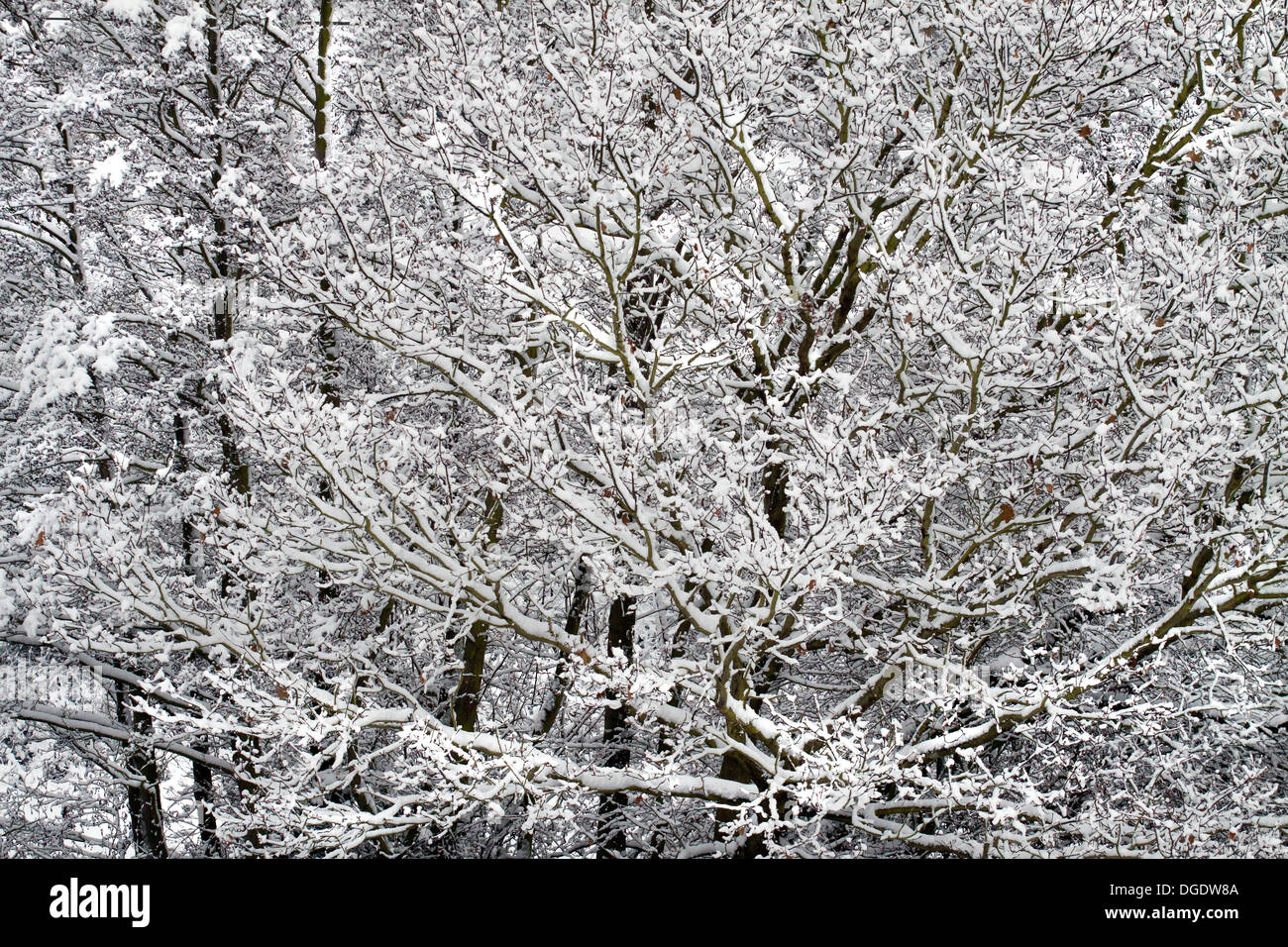 Pattern of tree branches hi-res stock photography and images - Alamy