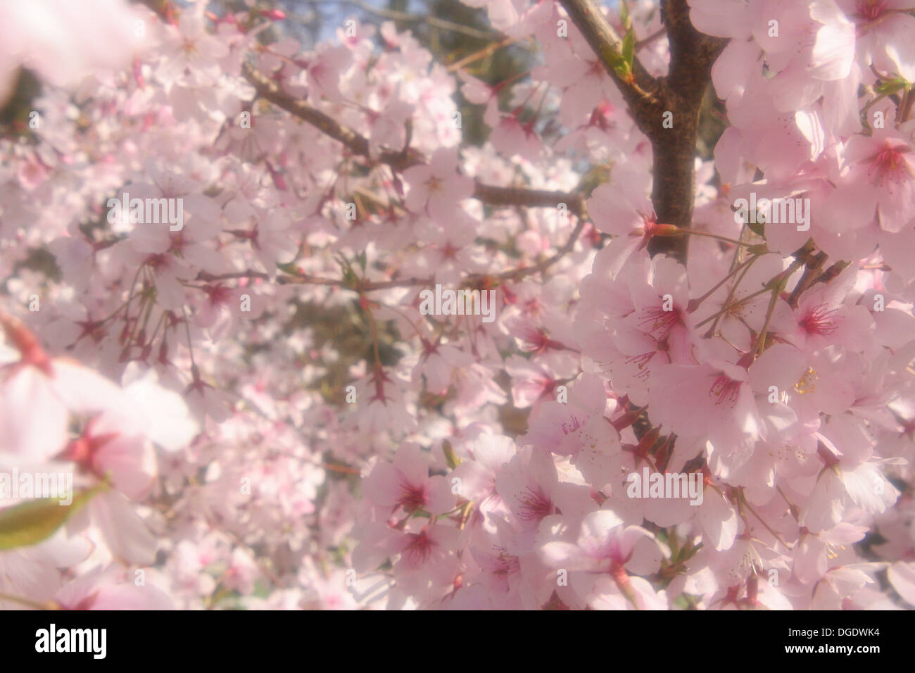 beautiful pale pink blossom diffused dreamy Stock Photo - Alamy