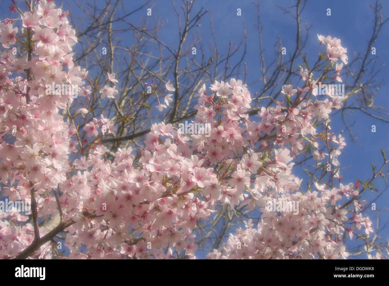 beautiful pale pink blossom diffused dreamy Stock Photo - Alamy