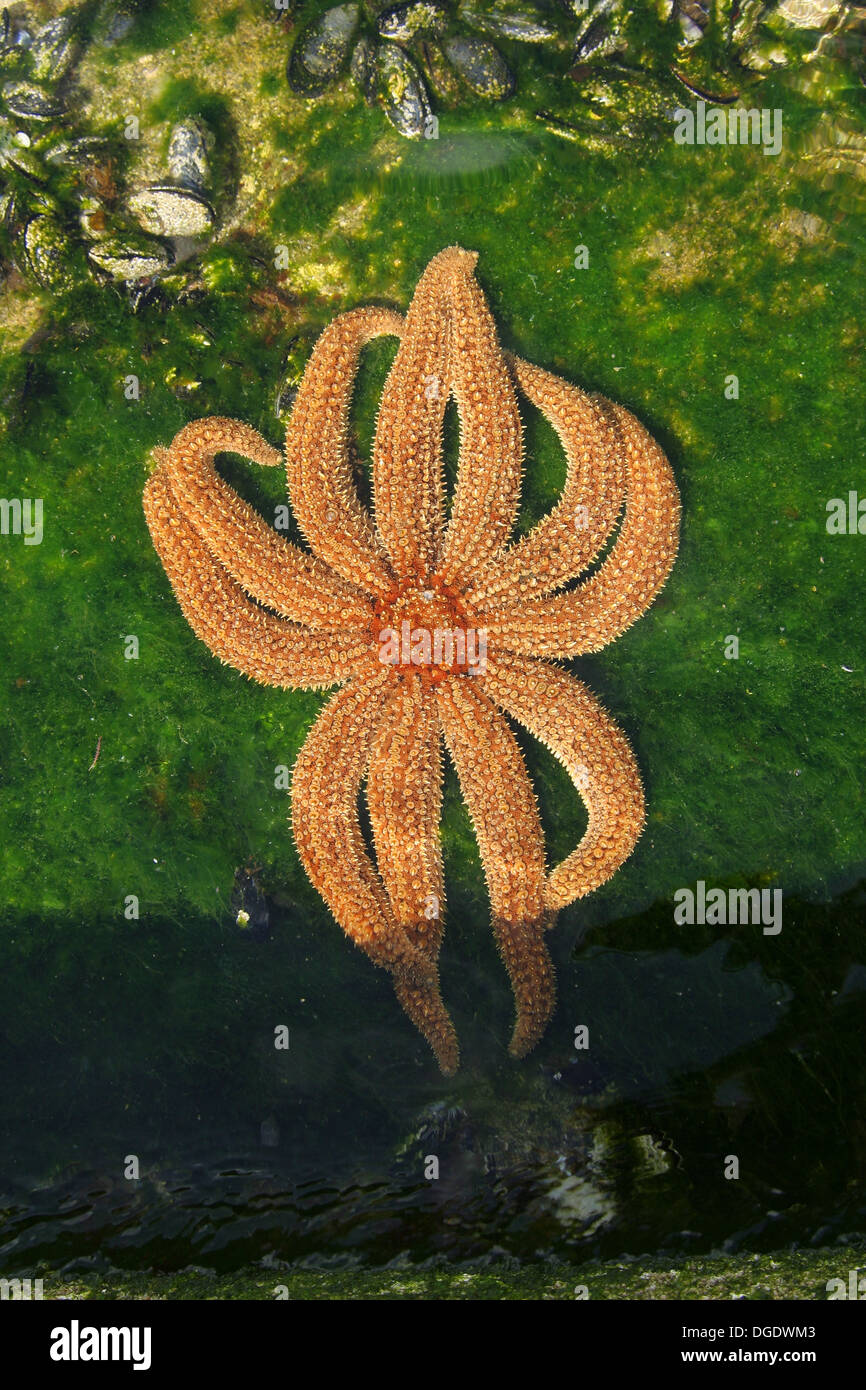 Starfish in shallow water hi-res stock photography and images - Alamy