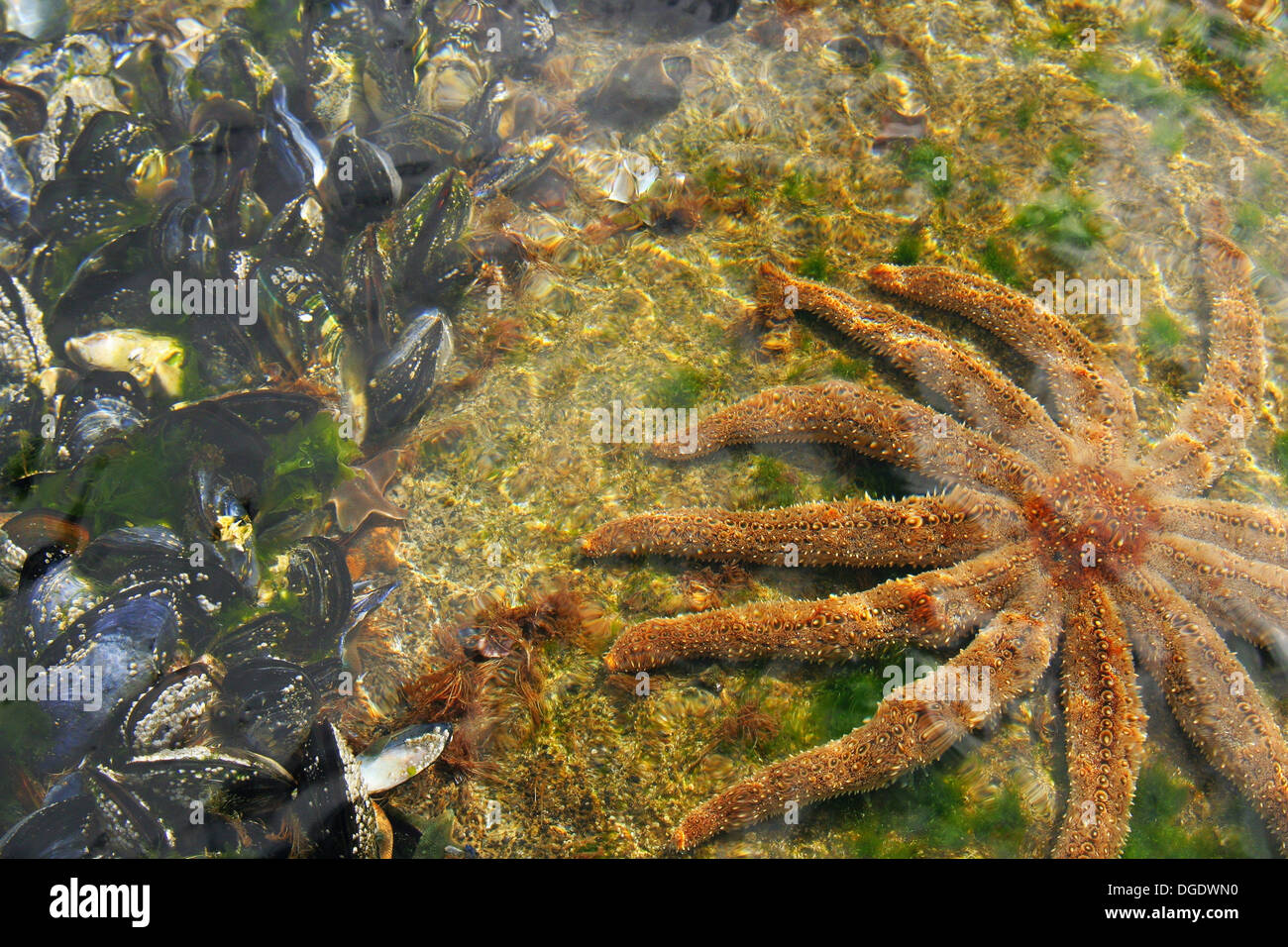 Starfish and shellfish in shallow water near the shore Stock Photo - Alamy