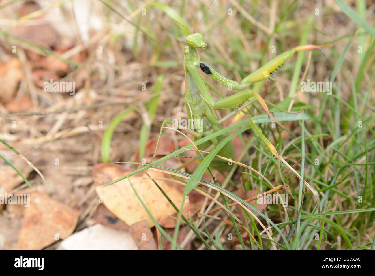 European mantis hi-res stock photography and images - Alamy