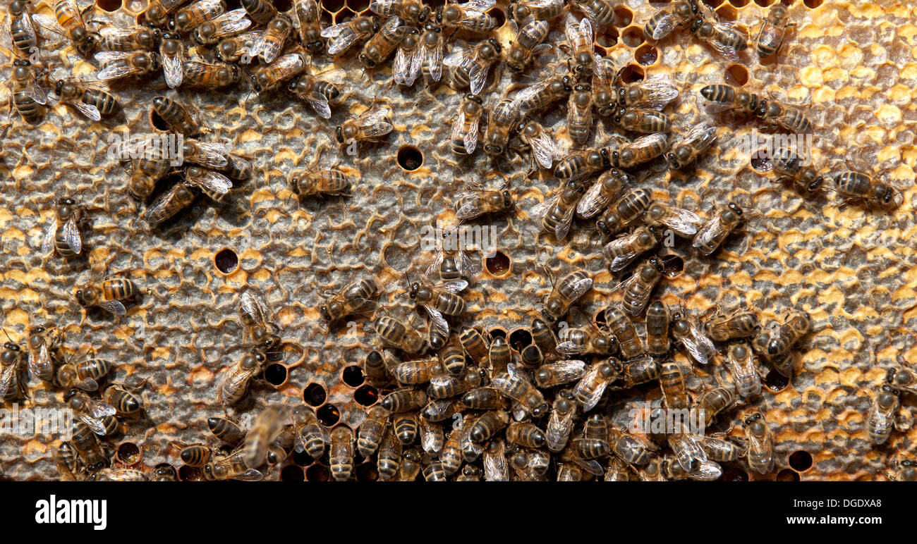 European Honey Bees High Resolution Stock Photography and Images - Alamy