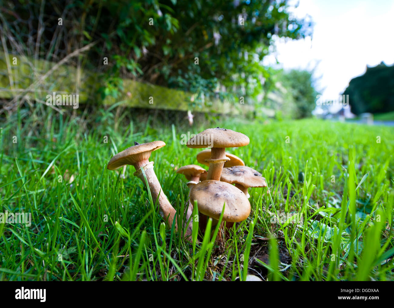 Mushrooms or toadstools Stock Photo - Alamy