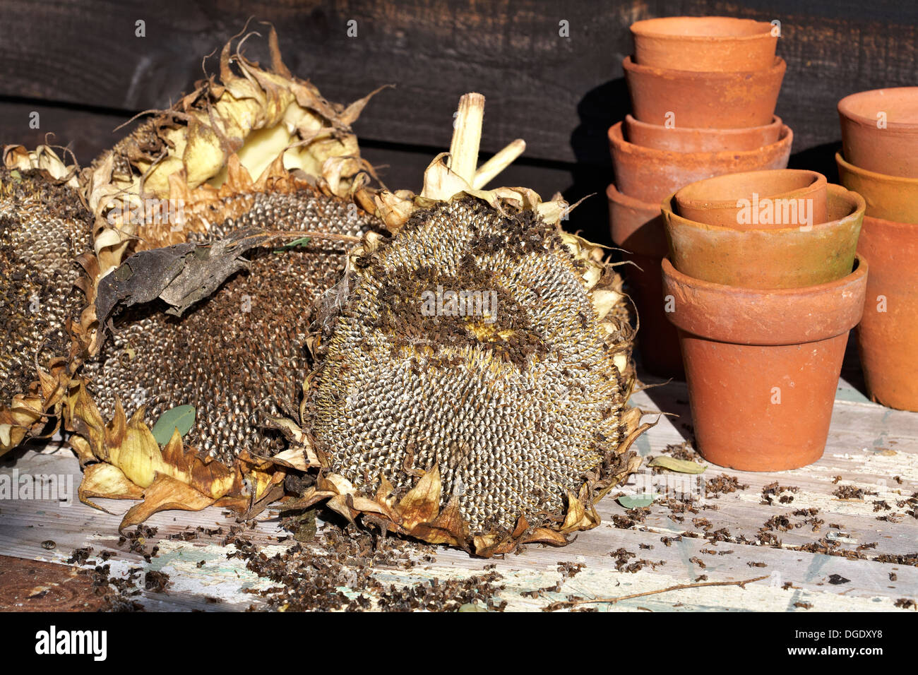 Sunflower Seed Heads Drying In Autumn Sun alongside flower pots Stock ...