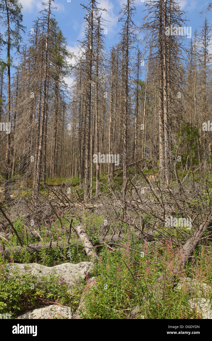 dead trees in a mountain forest Stock Photo - Alamy