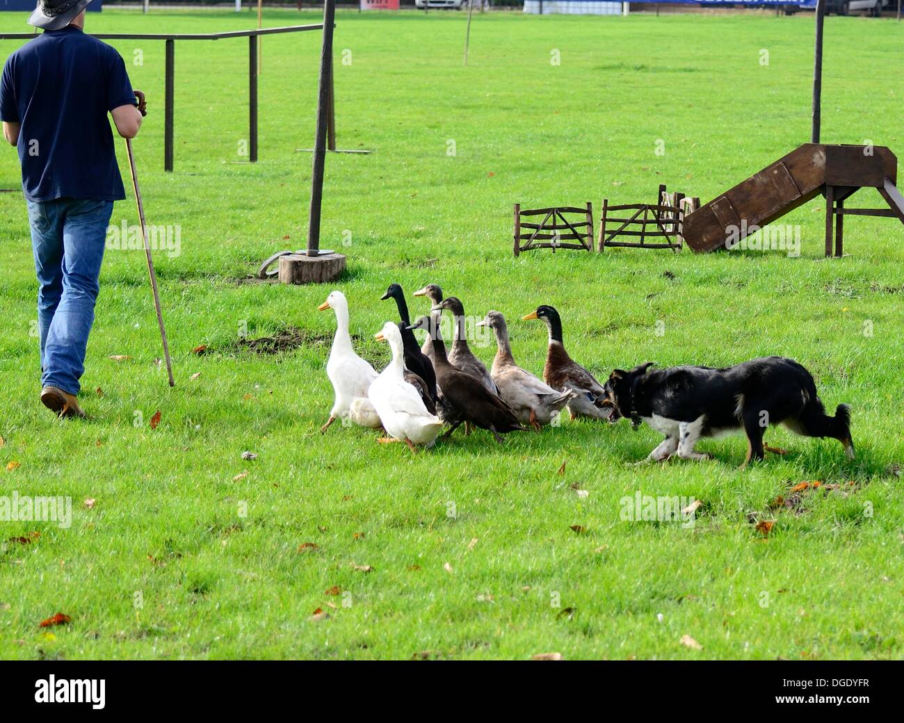 Sheep ducks hi-res stock photography and images - Alamy